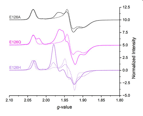Better than Microbes: using Electron-Bifurcating Enzymes to produce ...